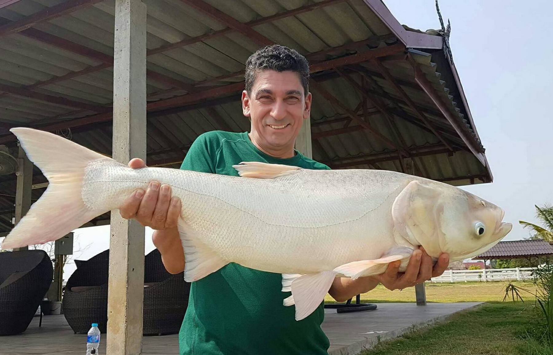 Hypophthalmichthys nobilis (Richardson, 1845)